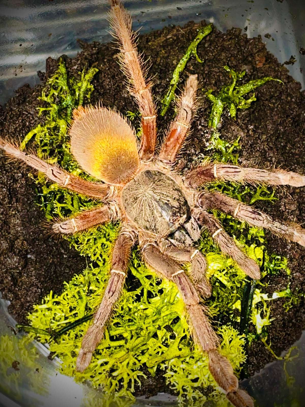 emerald skeleton tarantula