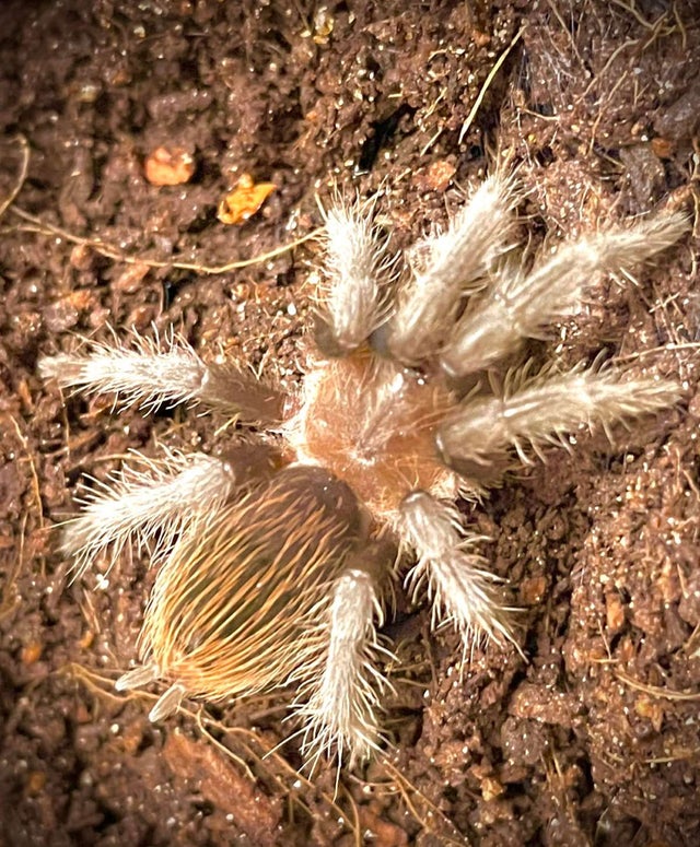 tarantula uk