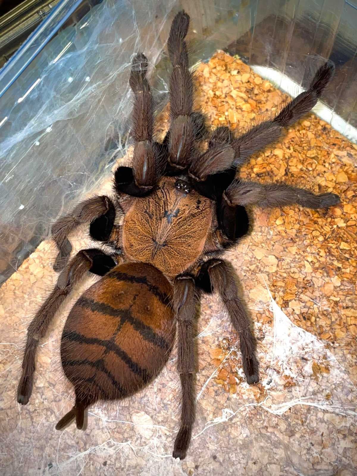 emerald skeleton tarantula