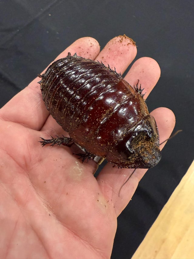 Macropanesthia rhinoceros - Giant Burrowing Cockroach (Sub Adult Pair)