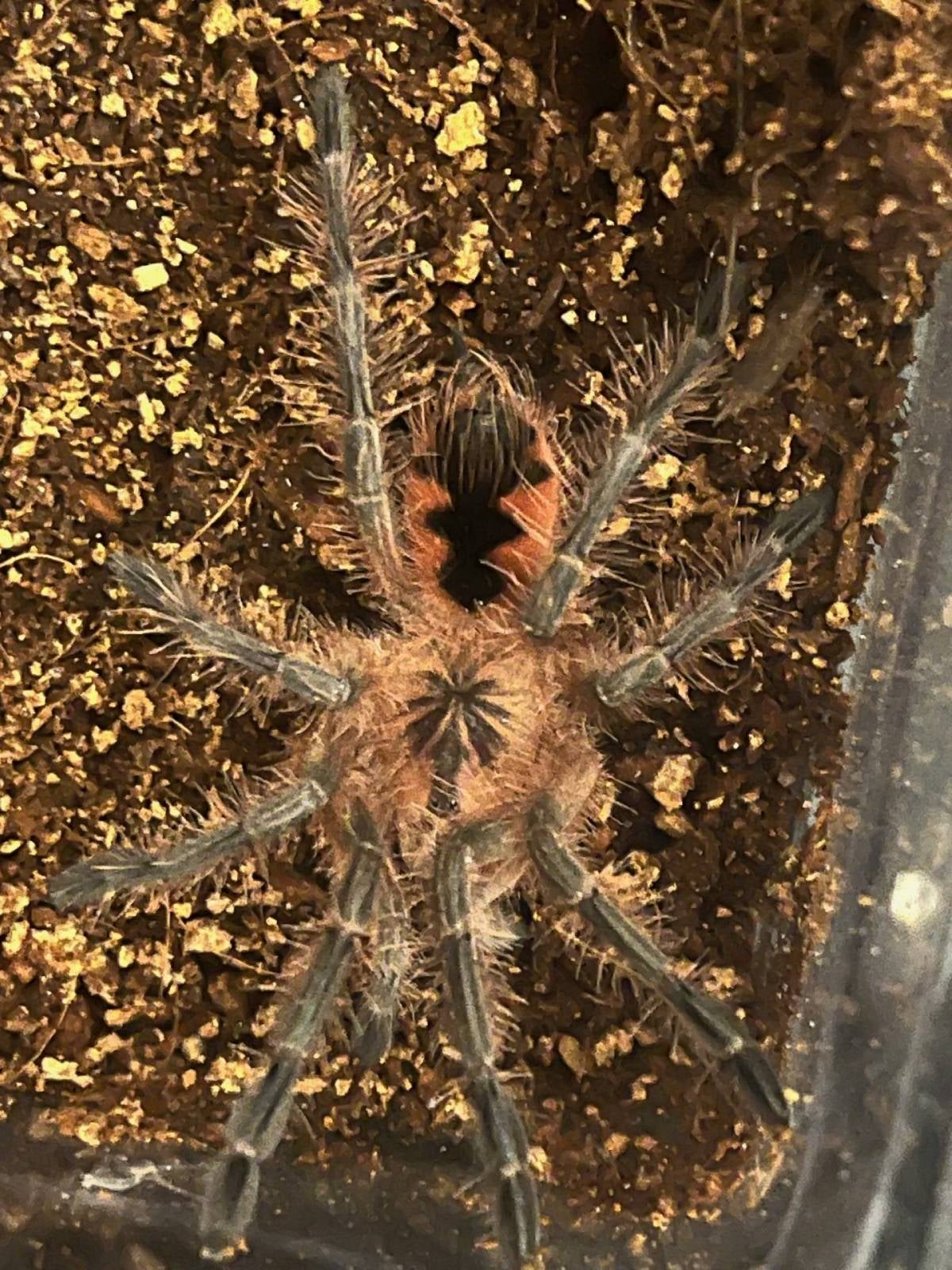 Pamphobeteus sp. "Machala" - Purple Bloom Birdeater (7-8CM Female ...