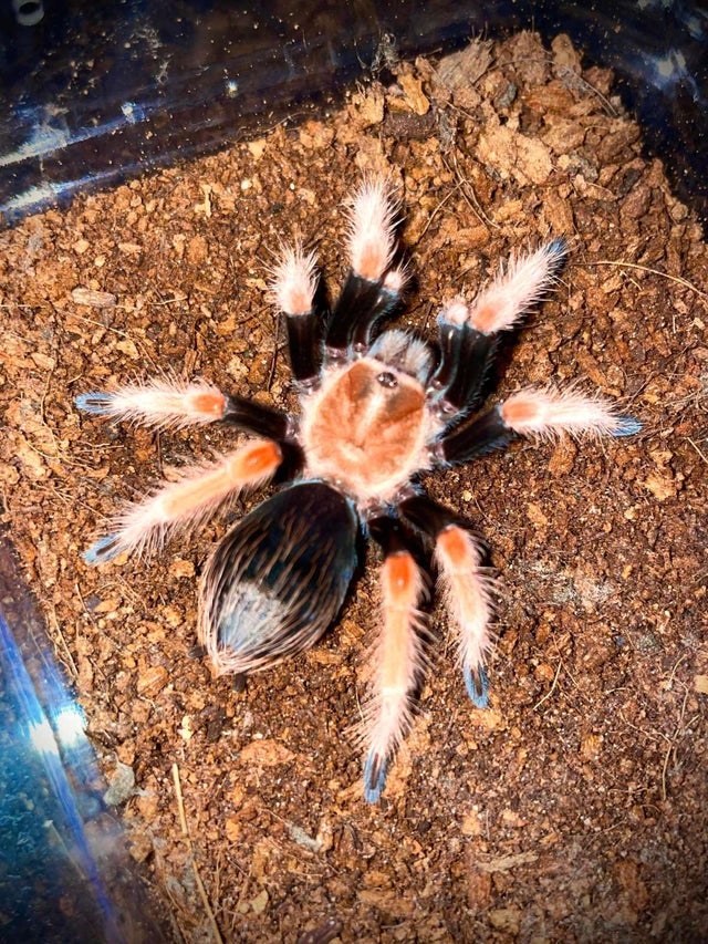 tarantula uk