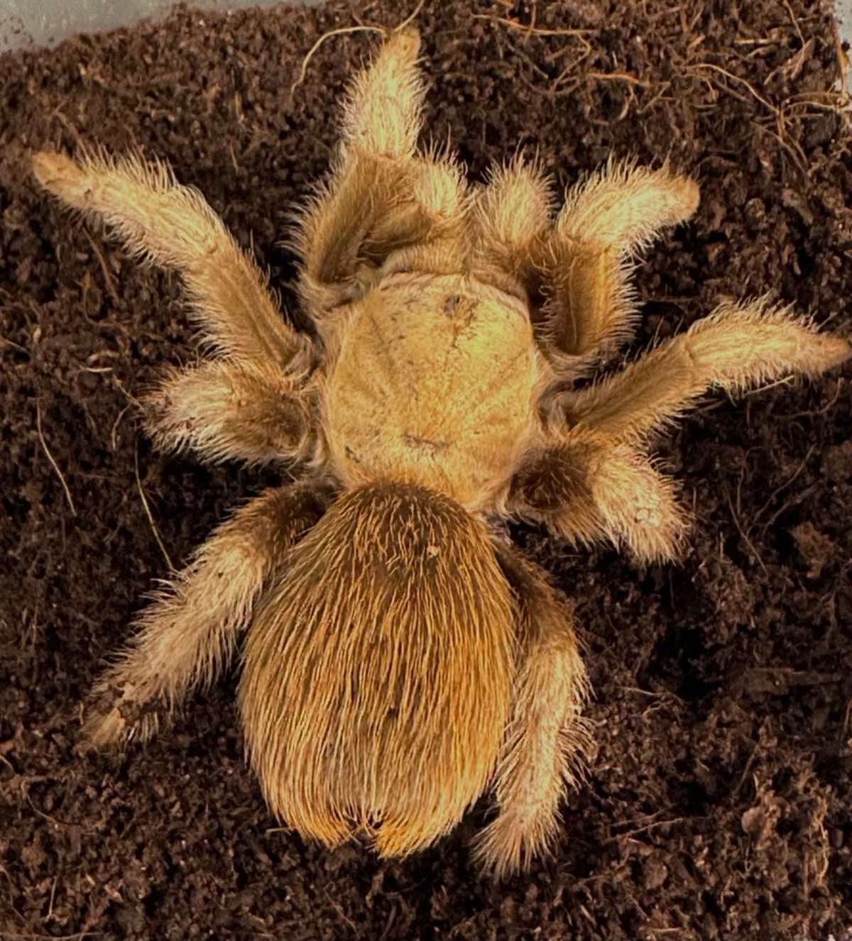 Aphonopelma chalcodes - Desert Blonde (Sub Adult / Adult Female ...