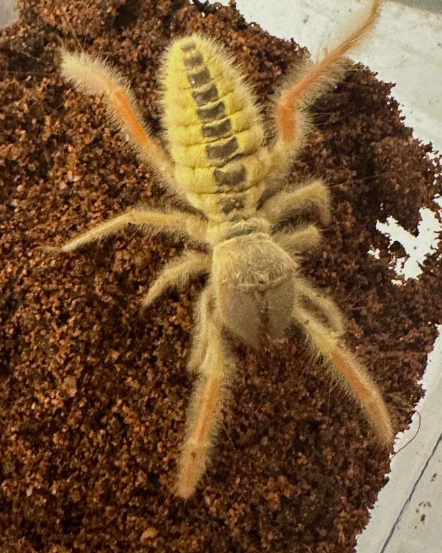 Paragaleodes sp. Hairy Camel Spider (Juvenile -> Adult)