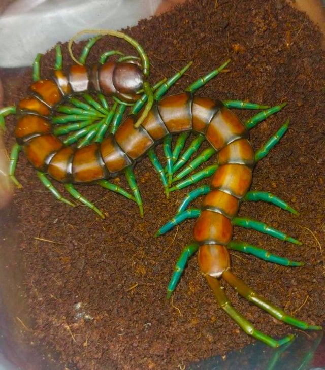 Scolopendra subspinipes - Mint Leg Centipede
