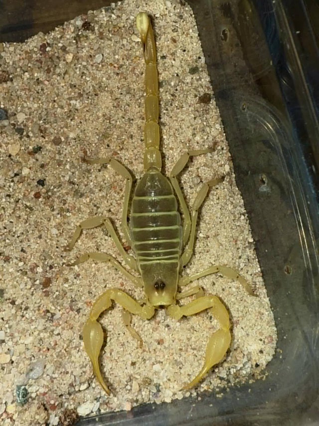 dune scorpion size