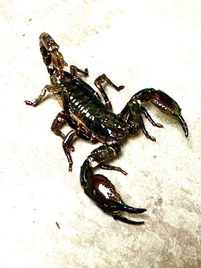 Heterometrus silenus - Forest Scorpion (Large Juvenile - Adult)