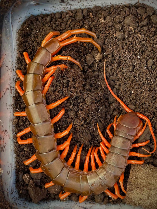 largest uk centipede