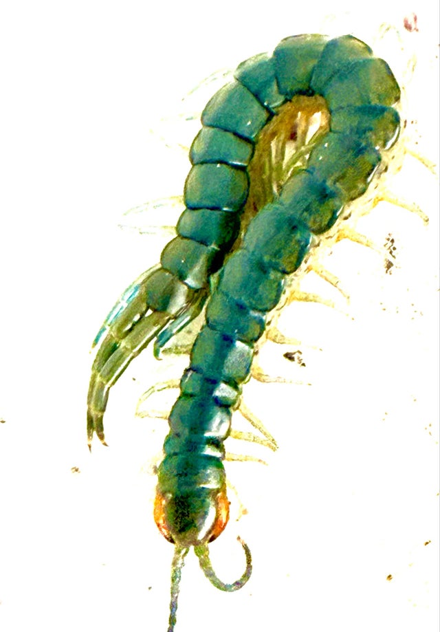Scolopendra viridis - Florida Blue