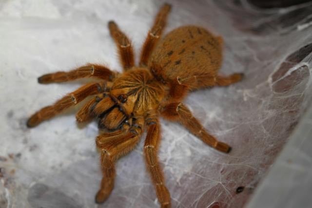Pterinochilus murinus - Orange Baboon (OBT) Tarantula | Bugnut Limited