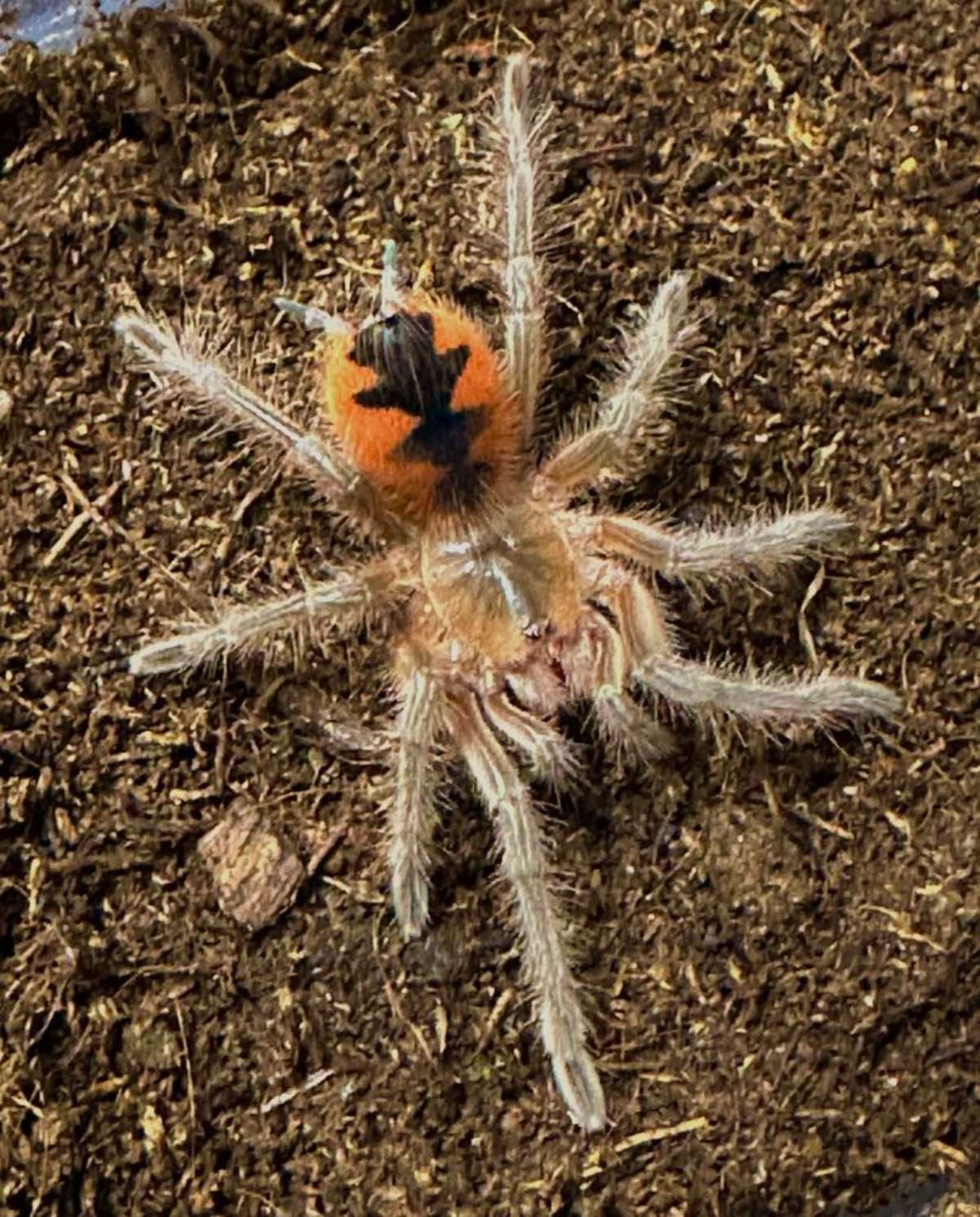 Pamphobeteus sp. "Magna" - Ecuadorian Magna Birdeater (5-6CM) | Bugnut ...