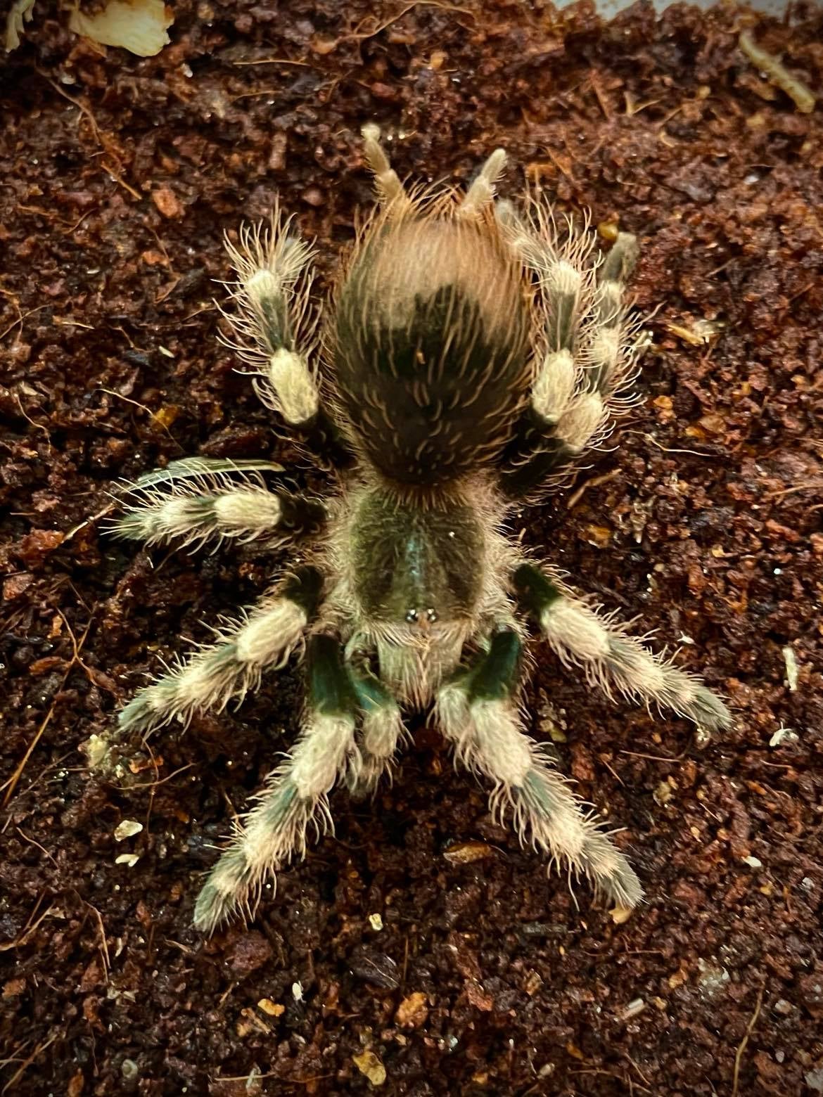 Nhandu coloratovillosus - Brazilian Black and White (3-4CM) | Bugnut ...