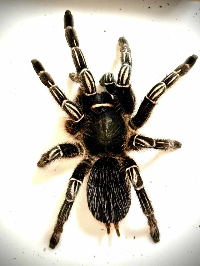 Aphonopelma seemani - Zebra Knee (Sub Adult / Adult Female)
