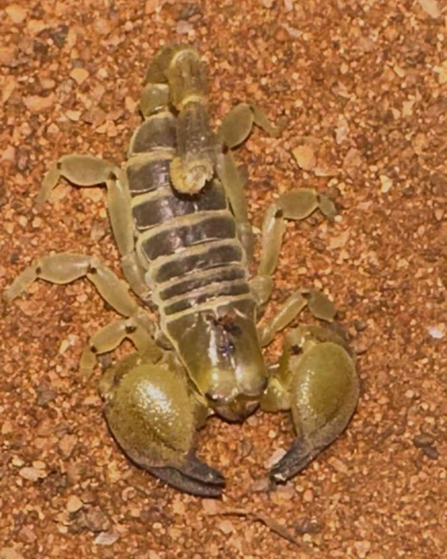 Scorpio maurus palmatus - Golden Desert Scorpion (Sub Adult / Adult)