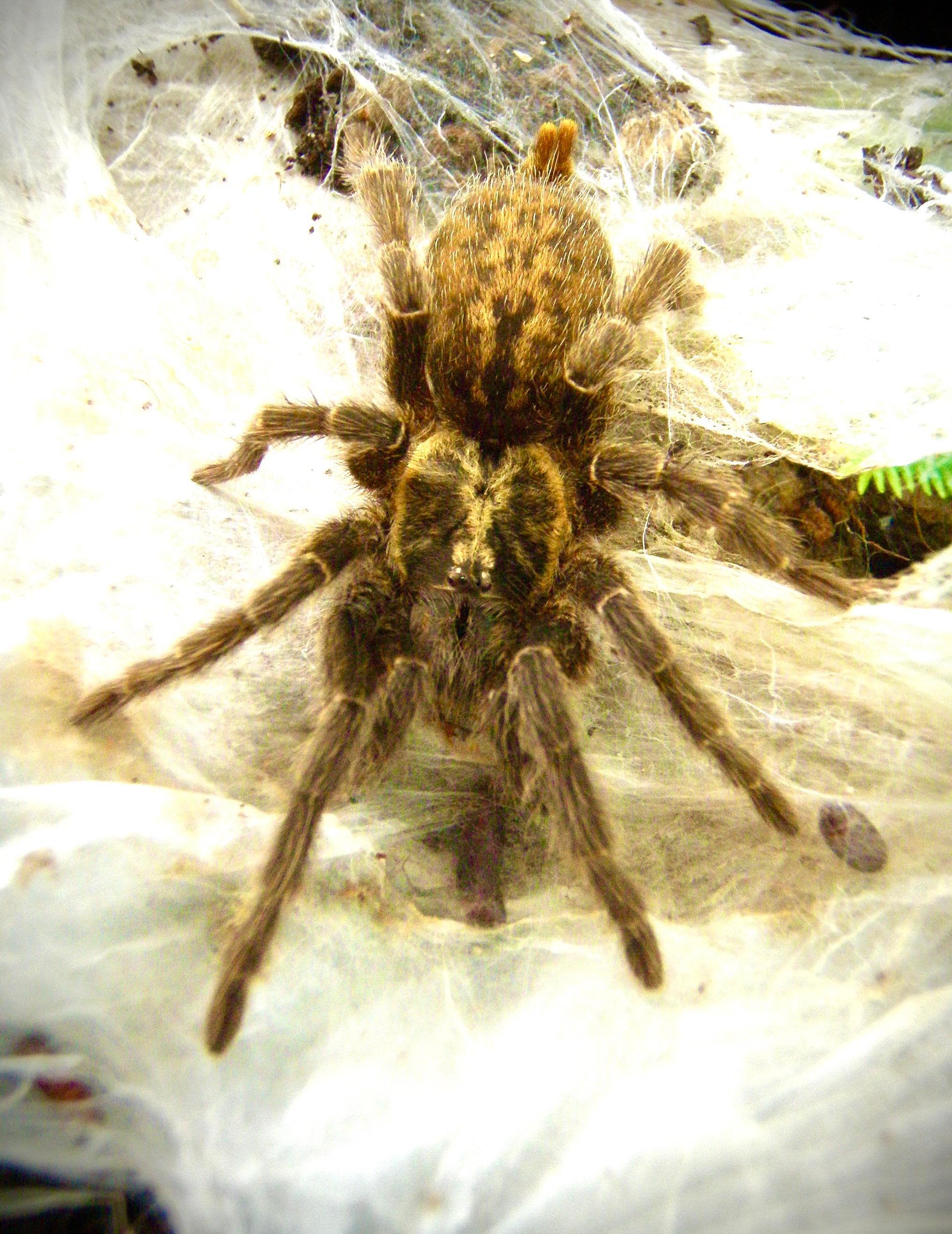 Heterothele villosella - Tanzanian Chestnut Baboon (3-4CM) | Bugnut Limited