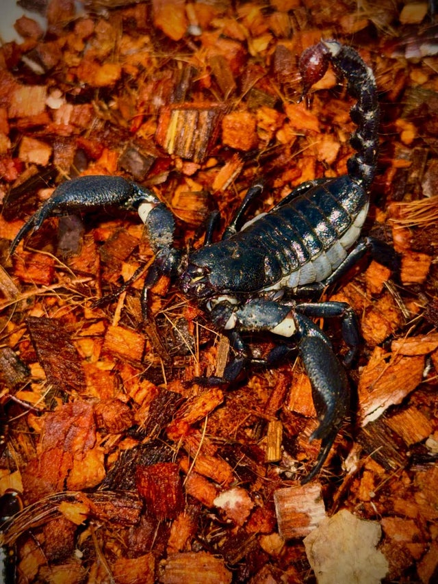 Javanimetrus cyaneus - Asian Blue Forest Scorpion (Juvenile to Adult)