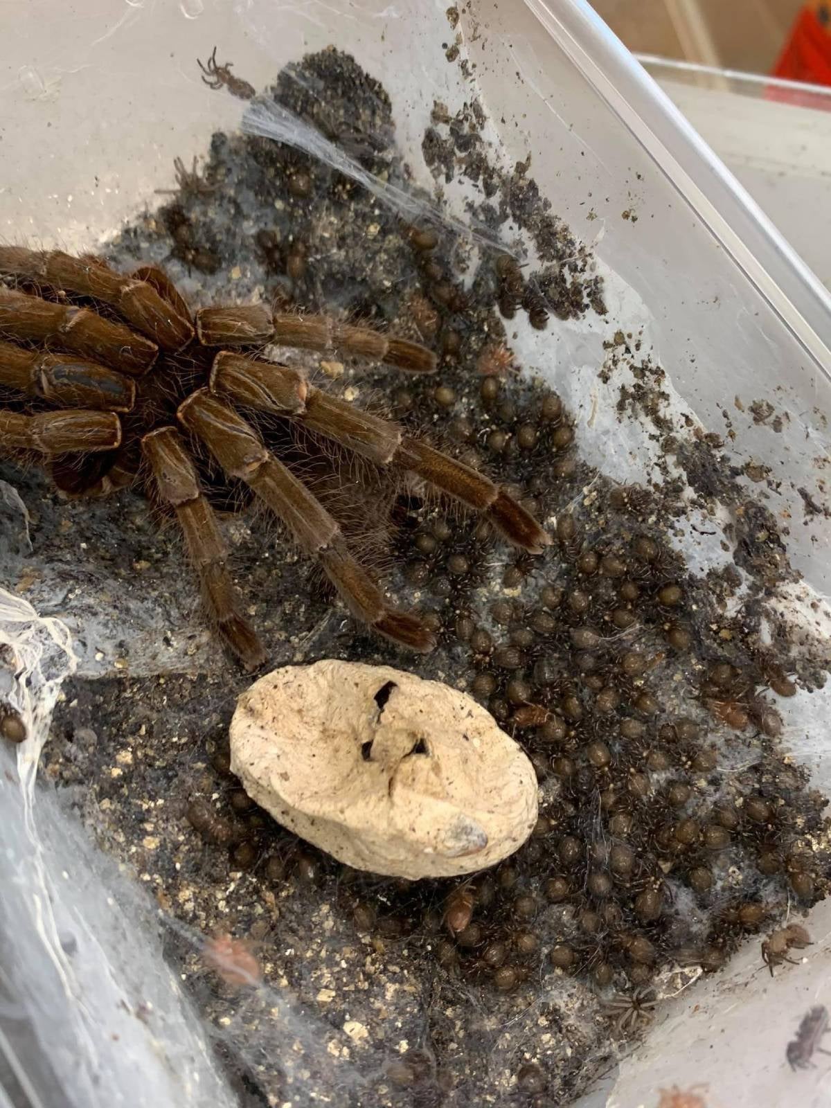 Hysterocrates gigas - Giant Baboon (true) (7-8CM Male) | Bugnut Limited