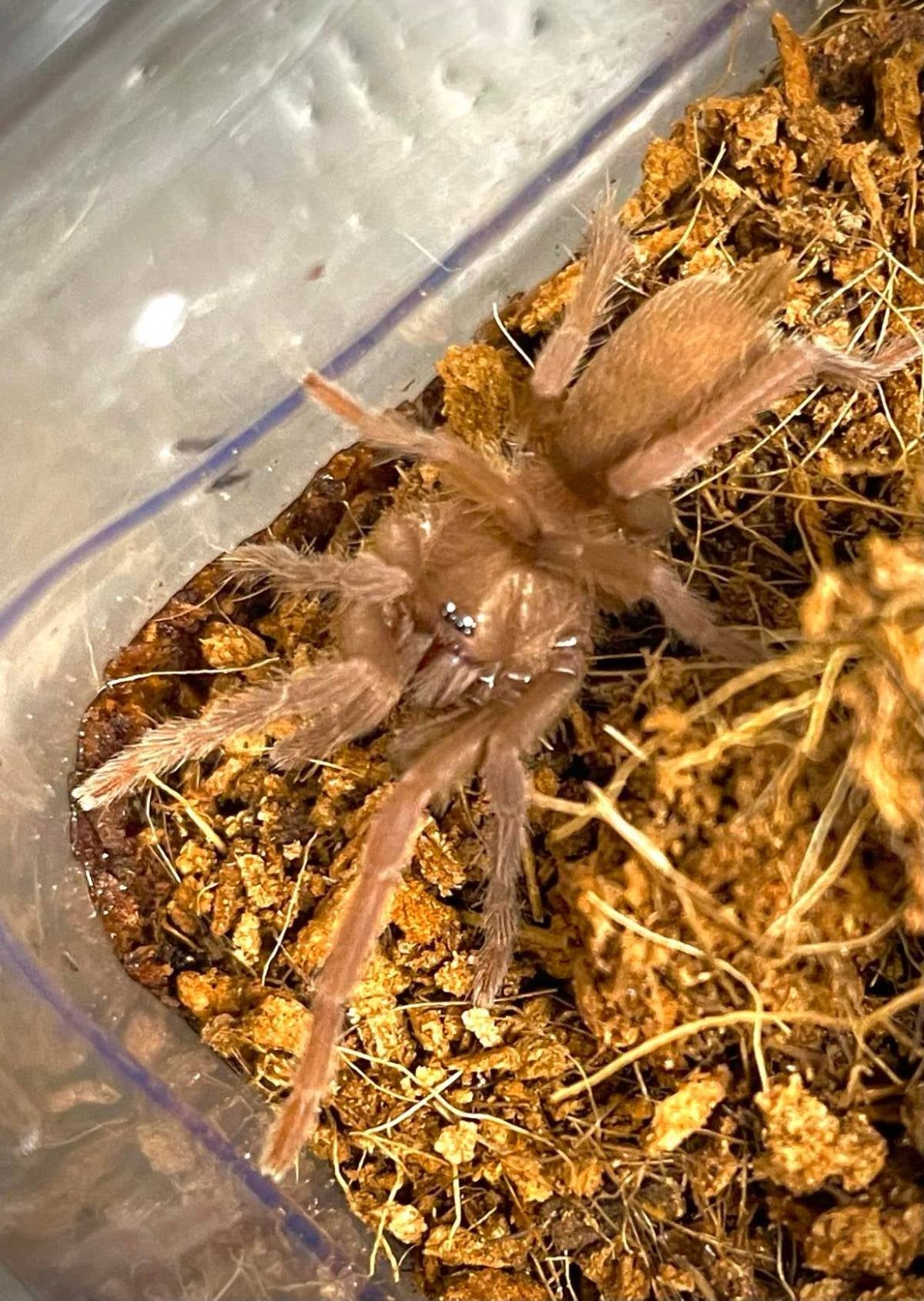 Orphnaecus philippinus - Philippine Tangerine | Bugnut Limited