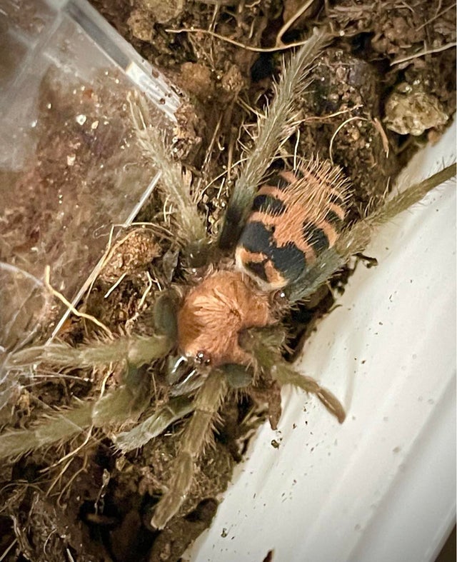 Davus pentaloris - Tiger Rump (2-3CM)