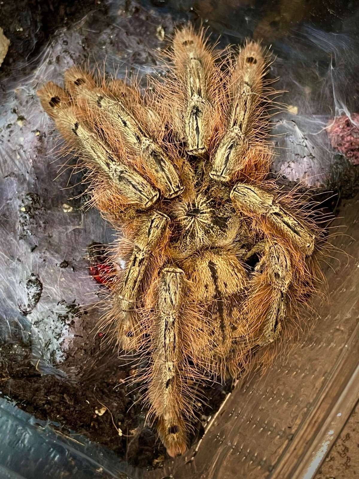 Stromatopelma calceatum - Featherleg baboon Tarantula | Bugnut Limited