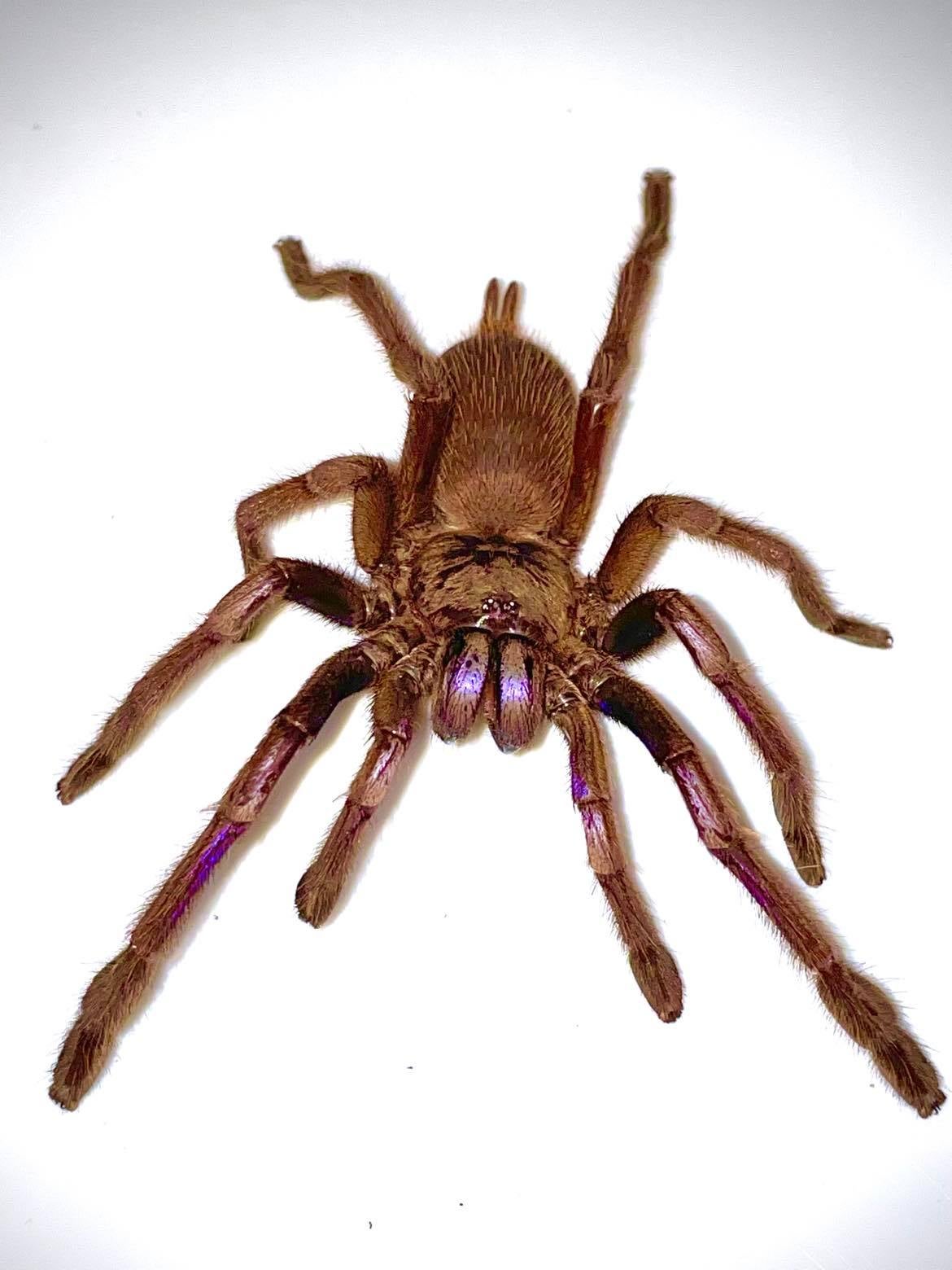 Chilobrachys sp Electric Blue Earth Tiger Tarantula | Bugnut Limited