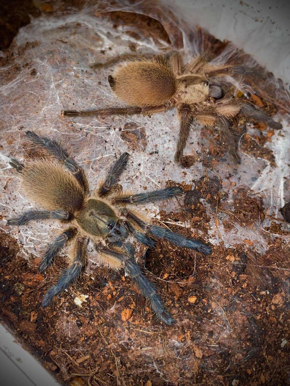 Monocentropus balfouri - Socotra Island Blue Baboon (5CM) | Bugnut Limited
