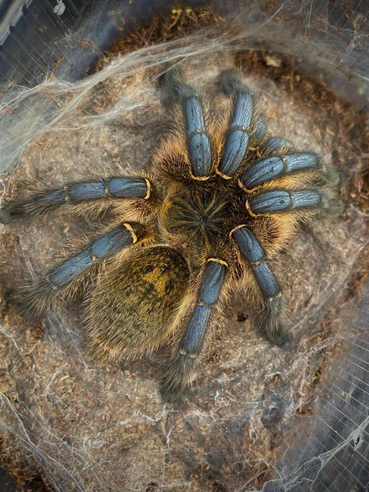 Harpactira pulchripes - Golden Blue Leg Baboon (Adult Female) | Bugnut ...