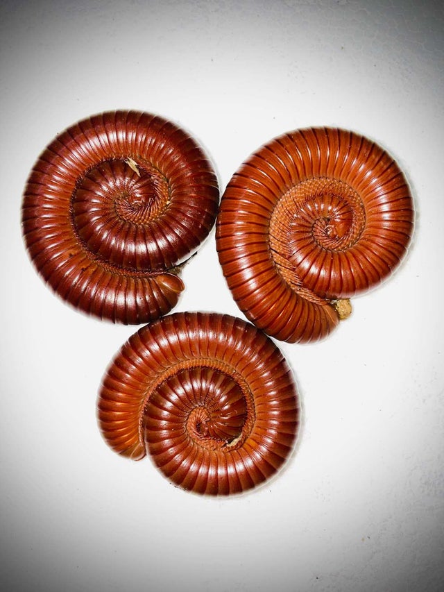 Millipedes / Centipedes | Bugnut Limited