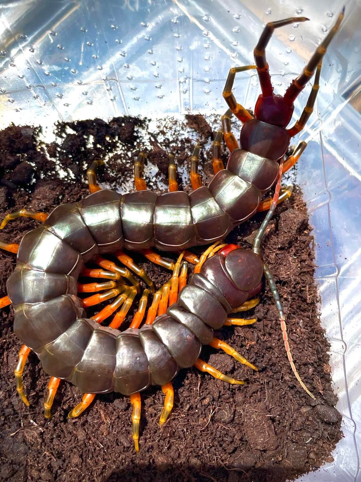 Scolopendra Galapagoensis