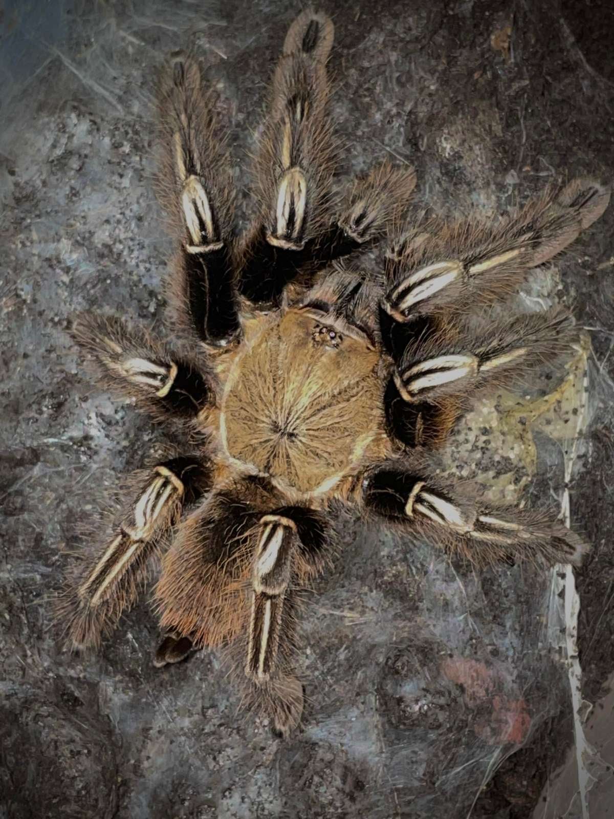 Ephebopus murinus - Skeleton Leg (Adult Female) | Bugnut Limited
