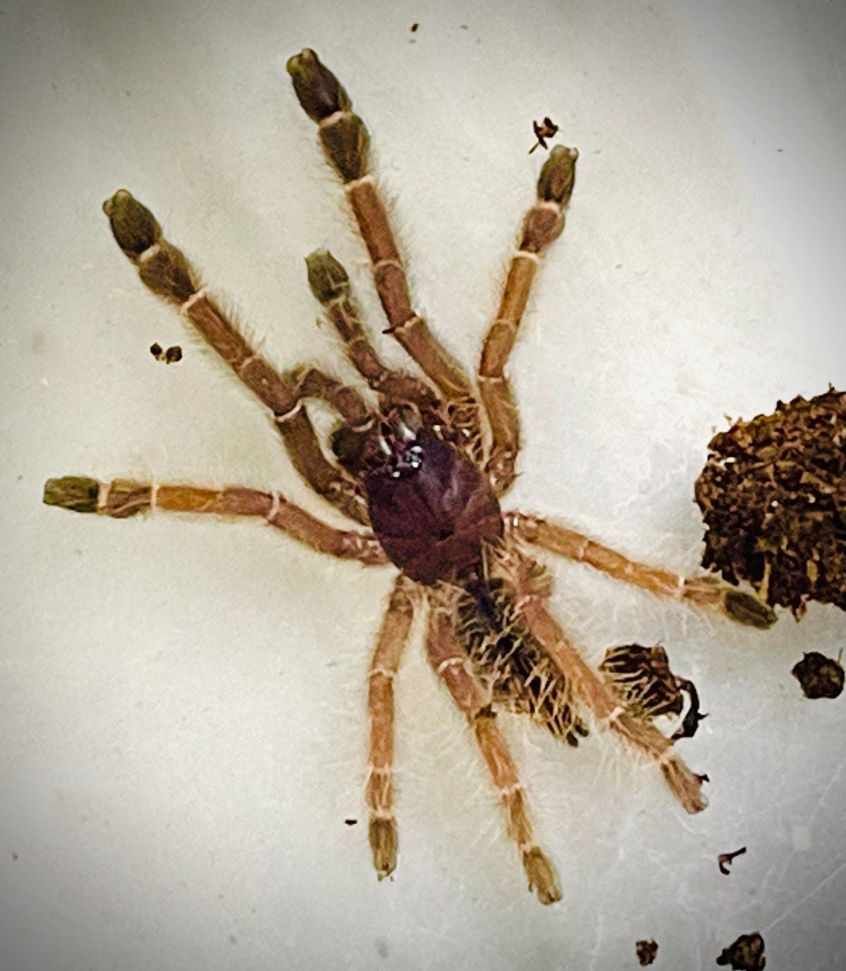 Cyriopagopus sp Hati Hati - Purple Earth Tiger (2CM) | Bugnut Limited