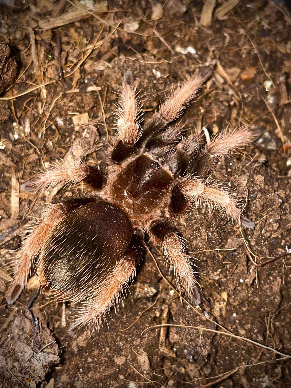 Bugnut.co.uk > Tarantulas | Bugnut Limited