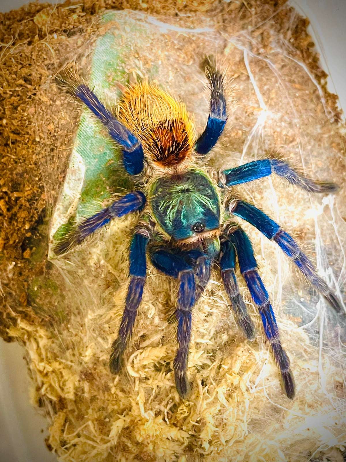 Chromatopelma cyaneopubescens - Green Bottle Blue (Sub Adult / Adult ...