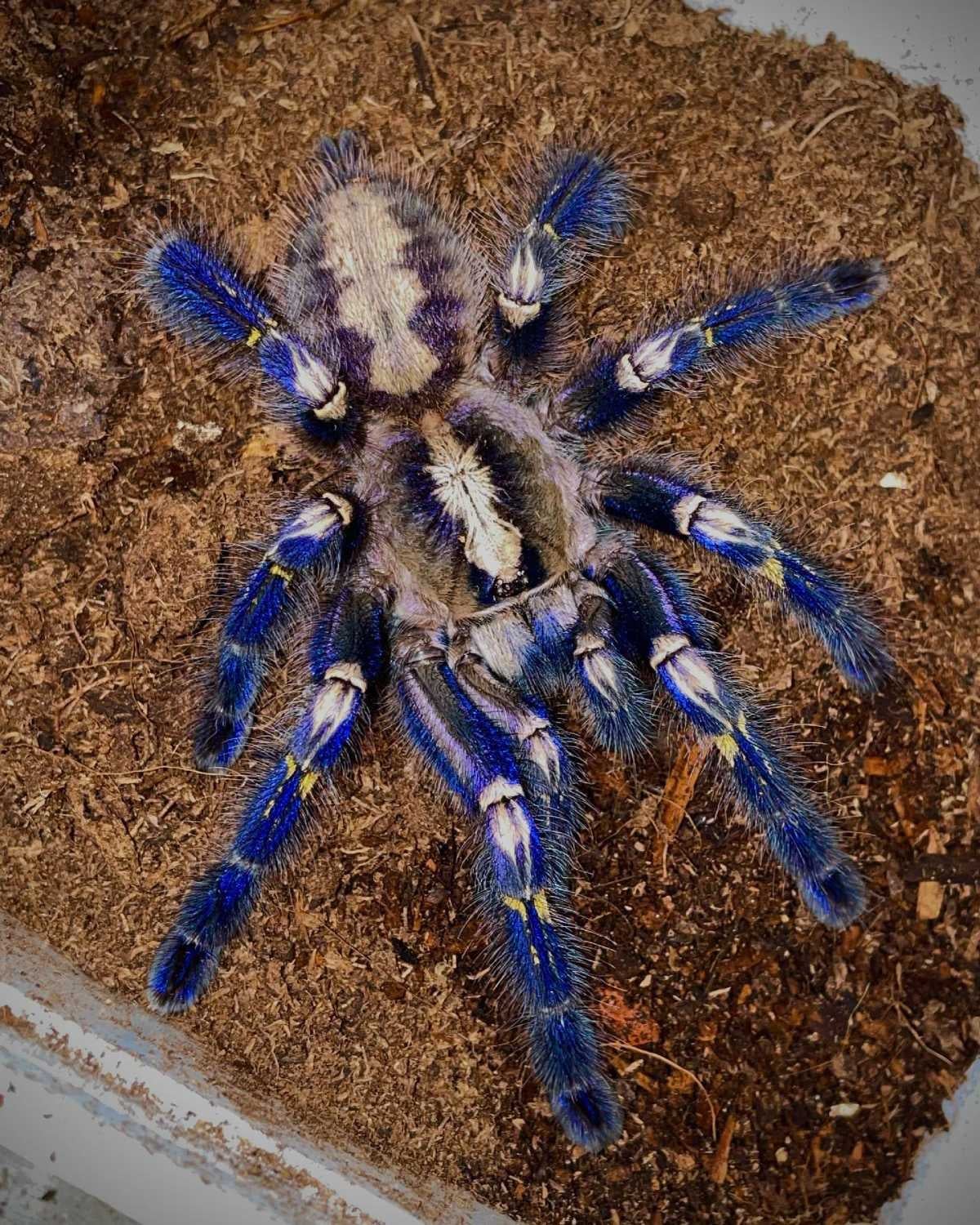Gooty Ornamental Tarantula