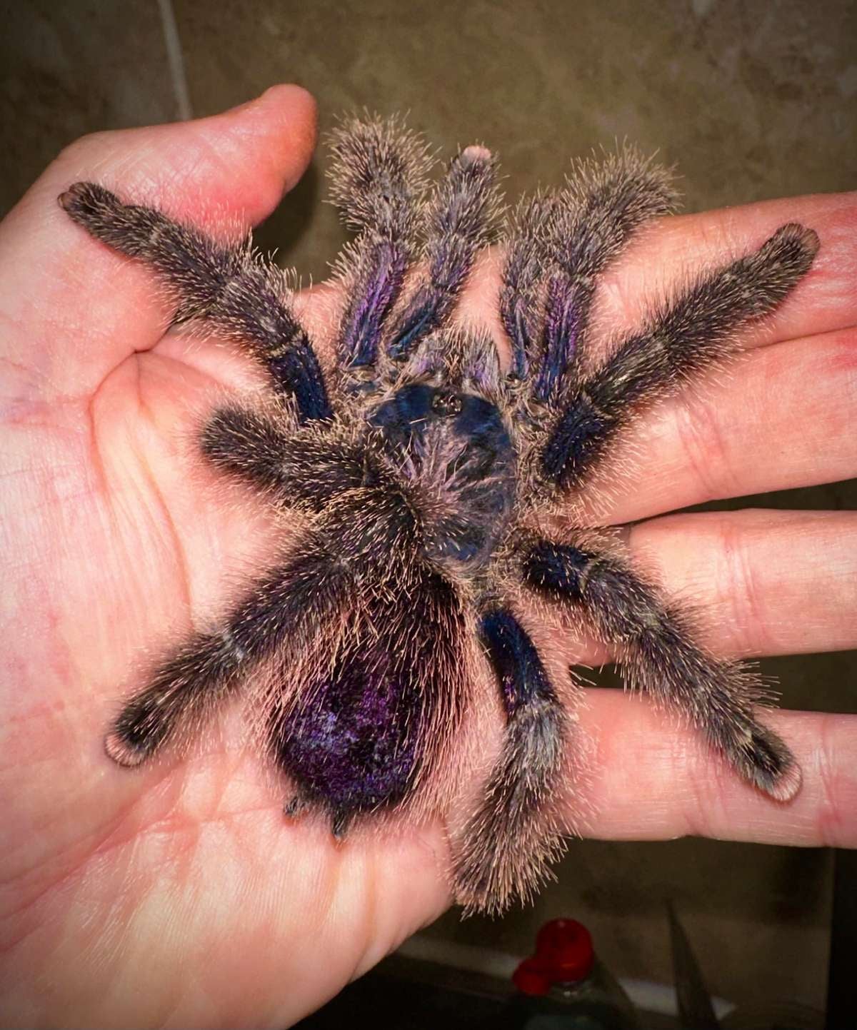 Avicularia Juruensis