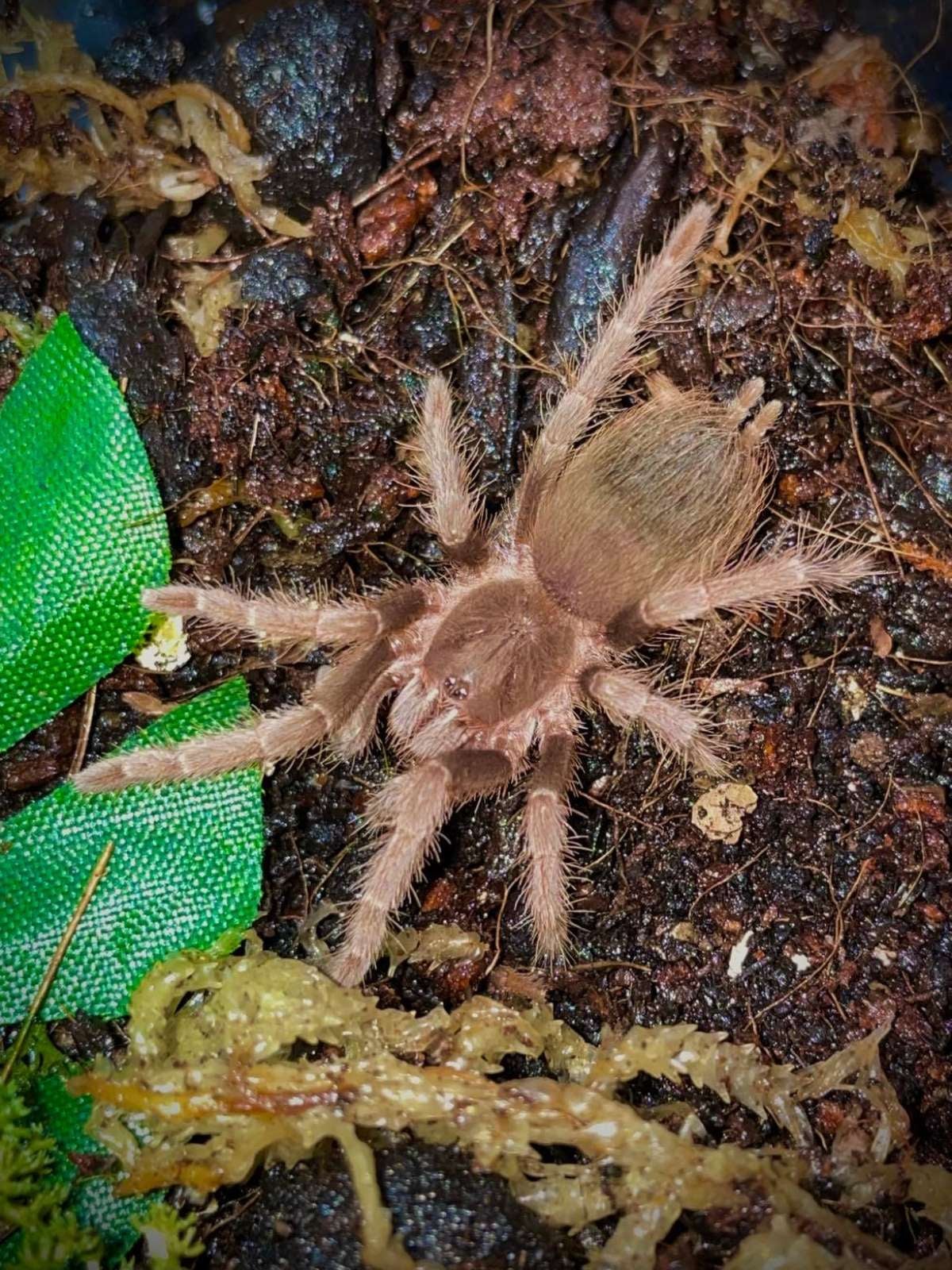 Bugnut.co.uk > Tarantulas | Bugnut Limited