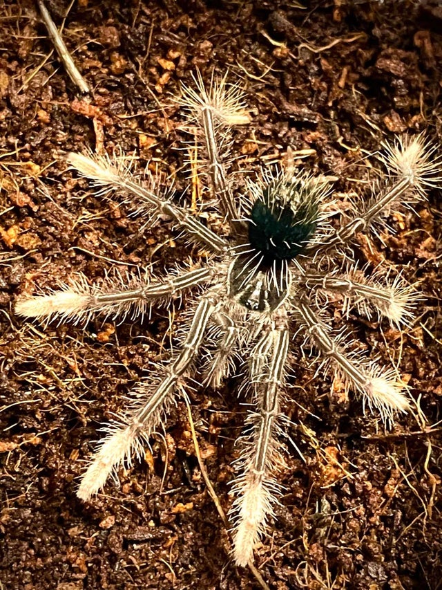 Bugnut.co.uk > Tarantulas | Bugnut Limited