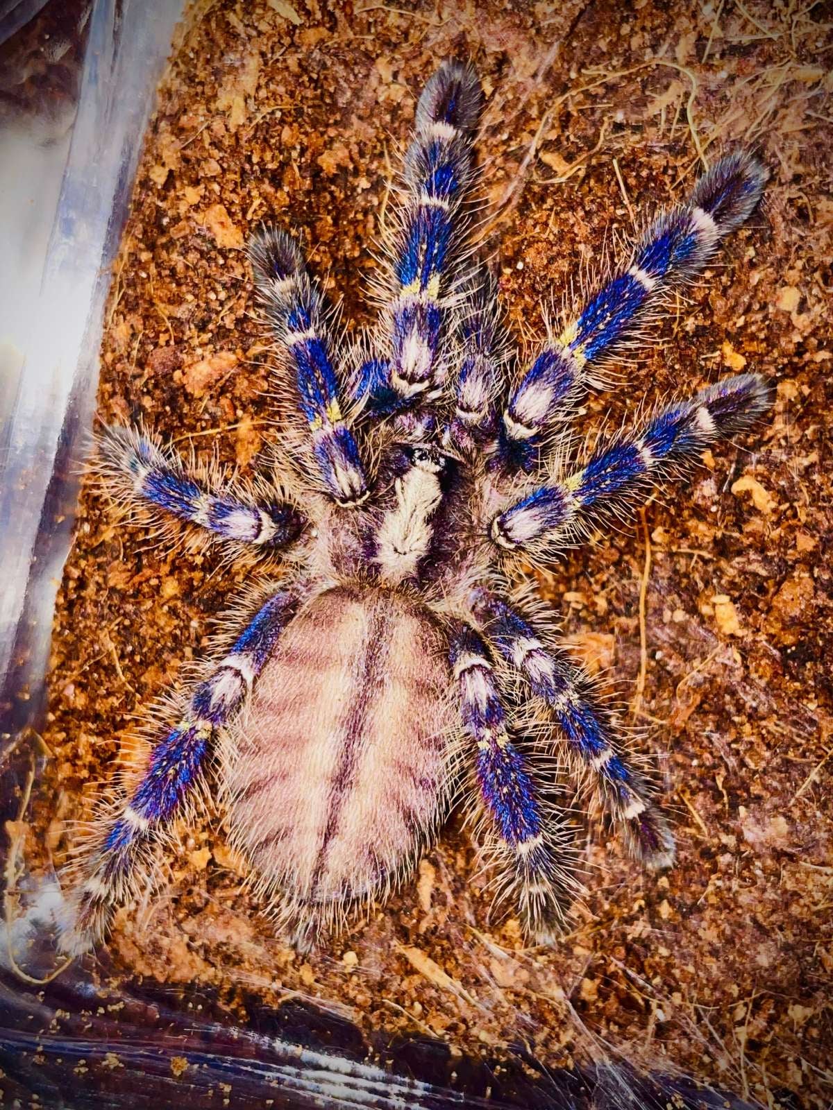 Poecilotheria metallica - Gooty Sapphire Ornamental (5-6CM) | Bugnut ...