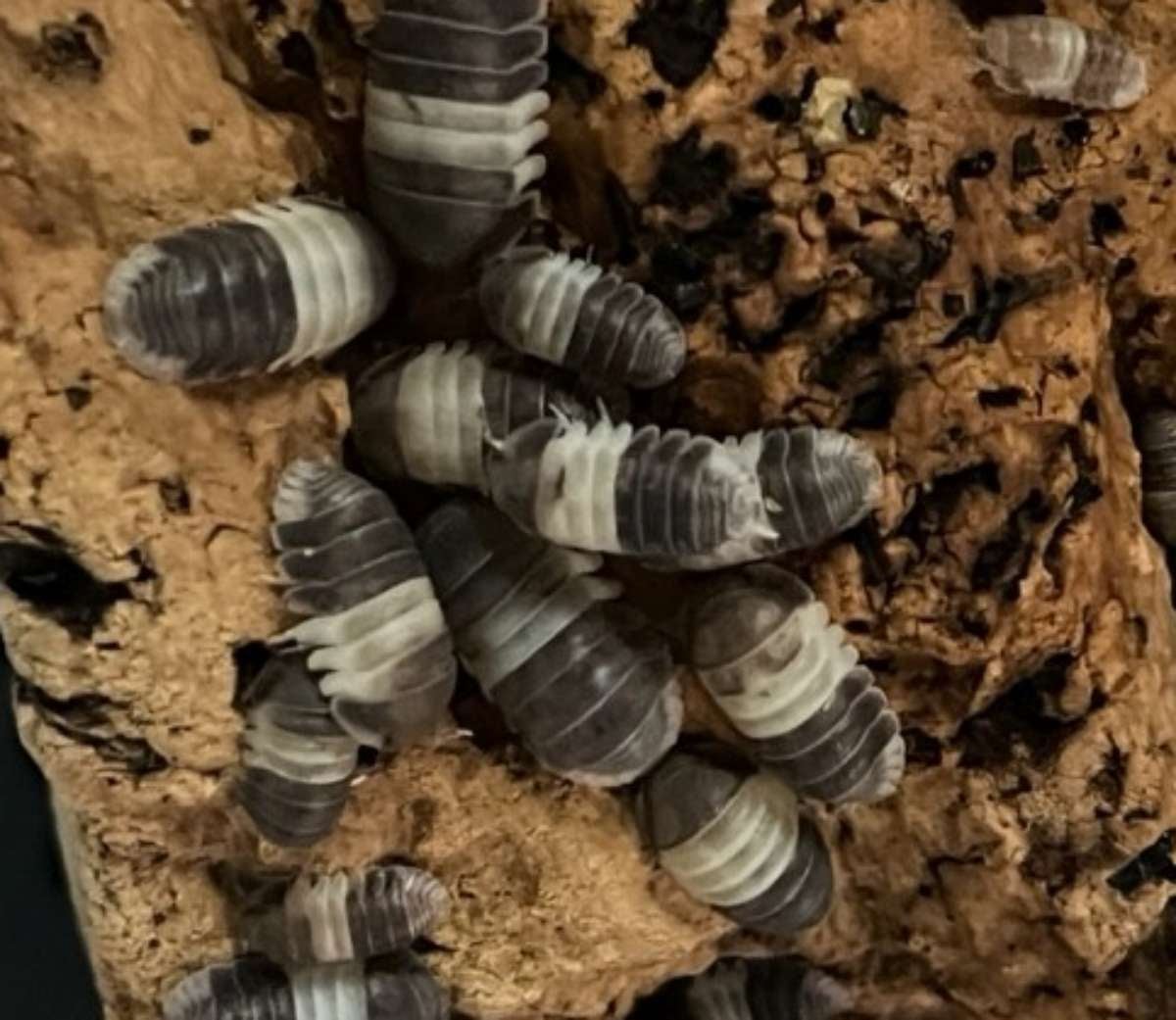 Cubaris sp. Panda King x20 | Bugnut Limited