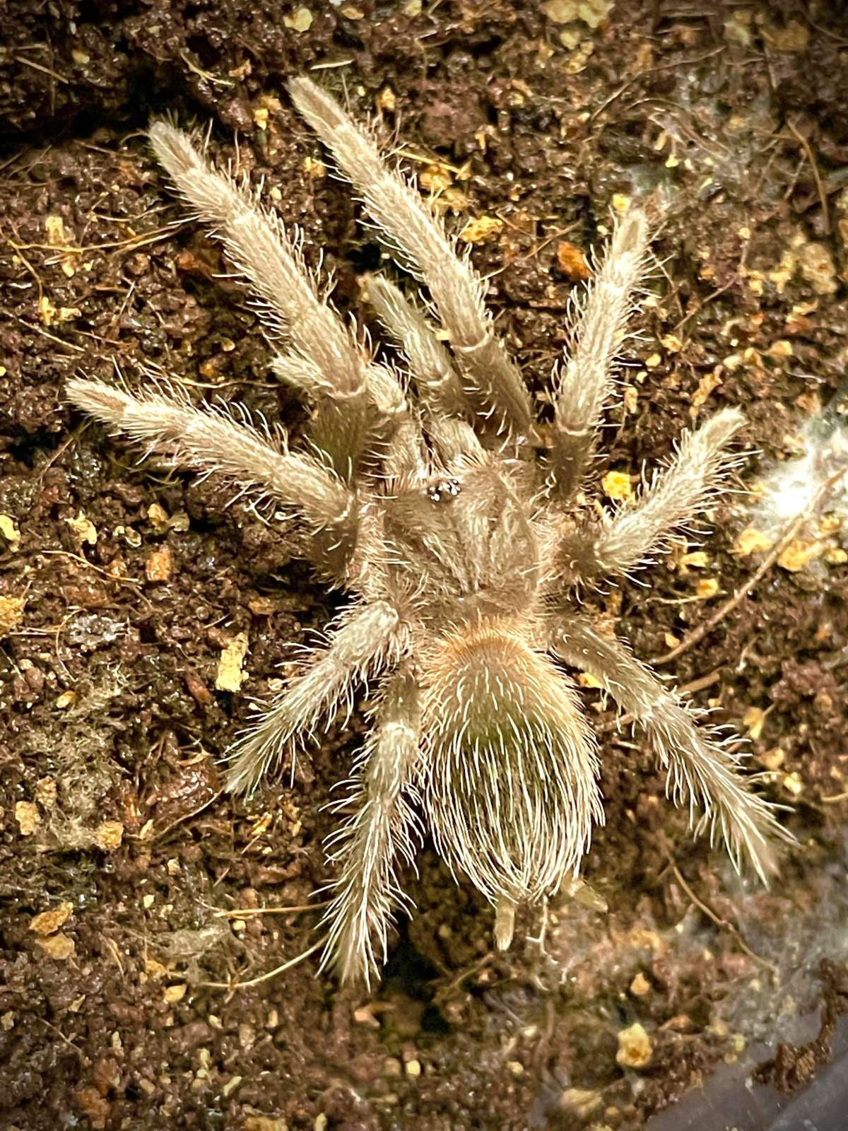 Bugnut.co.uk > Tarantulas | Bugnut Limited