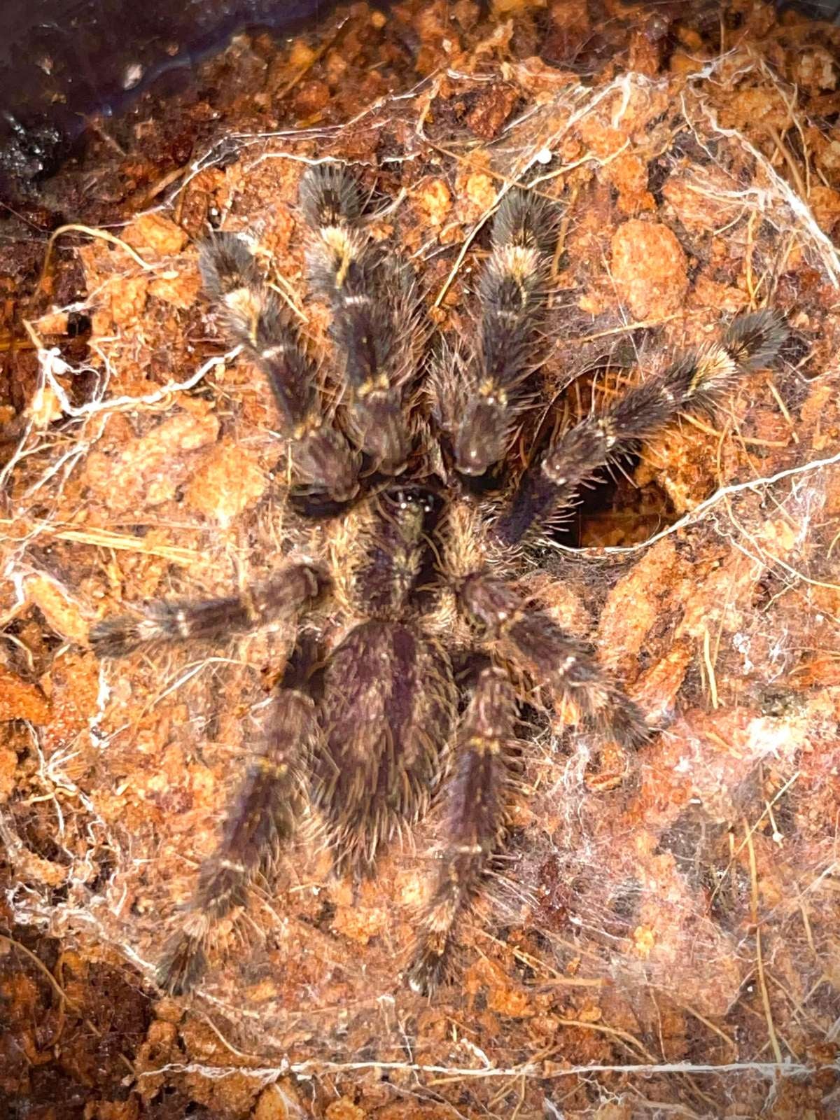 Poecilotheria ornata - Fringed Ornamental (2-3CM) | Bugnut Limited