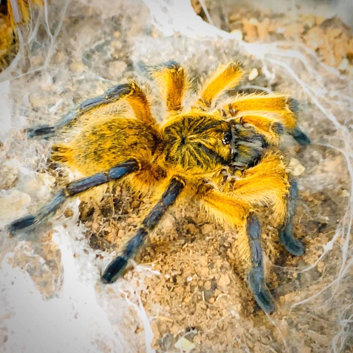 Bugnut.co.uk > Tarantulas | Bugnut Limited