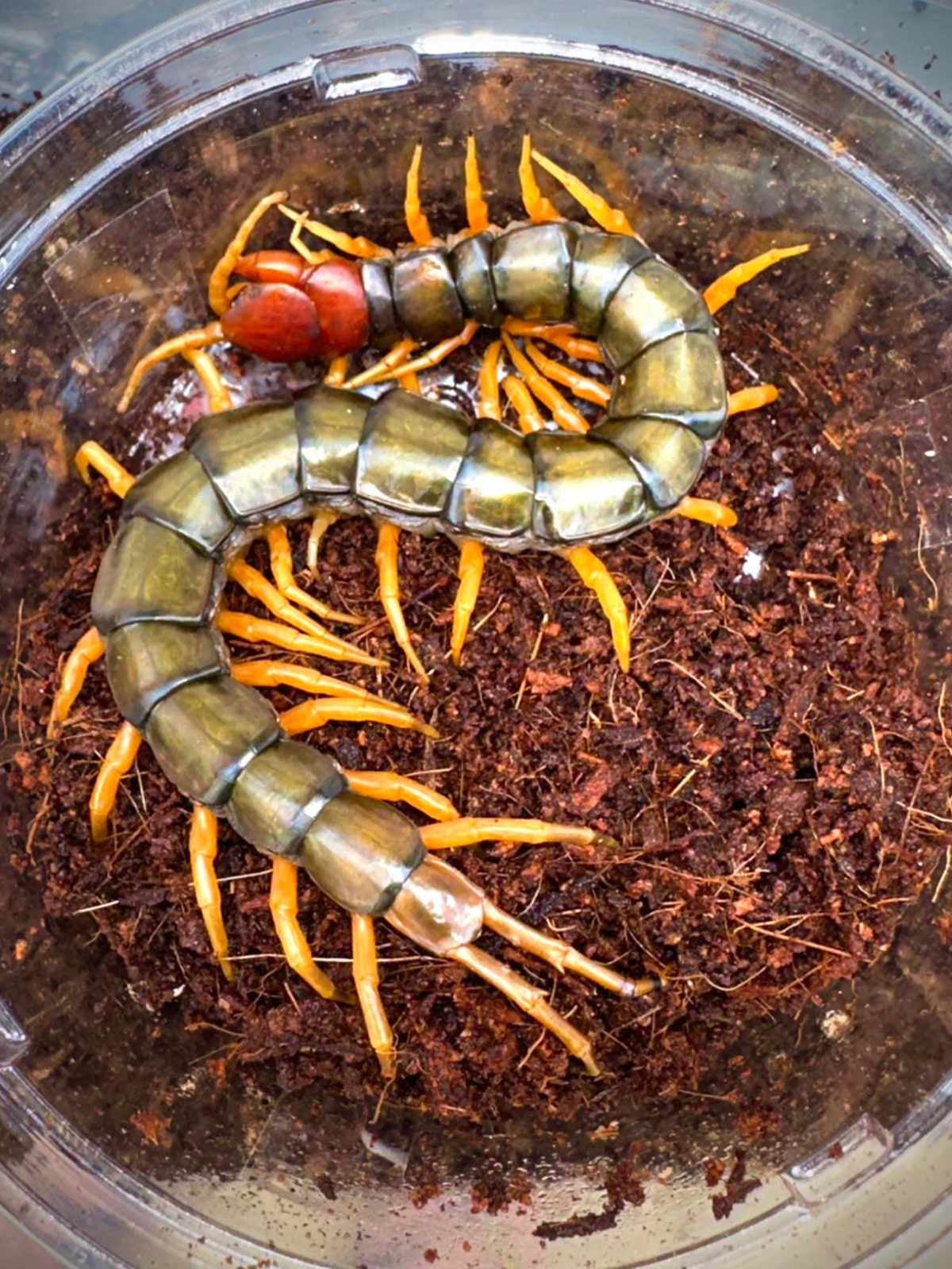 Scolopendra mutilans Ishigaki island - Red-Headed Centipede | Bugnut ...