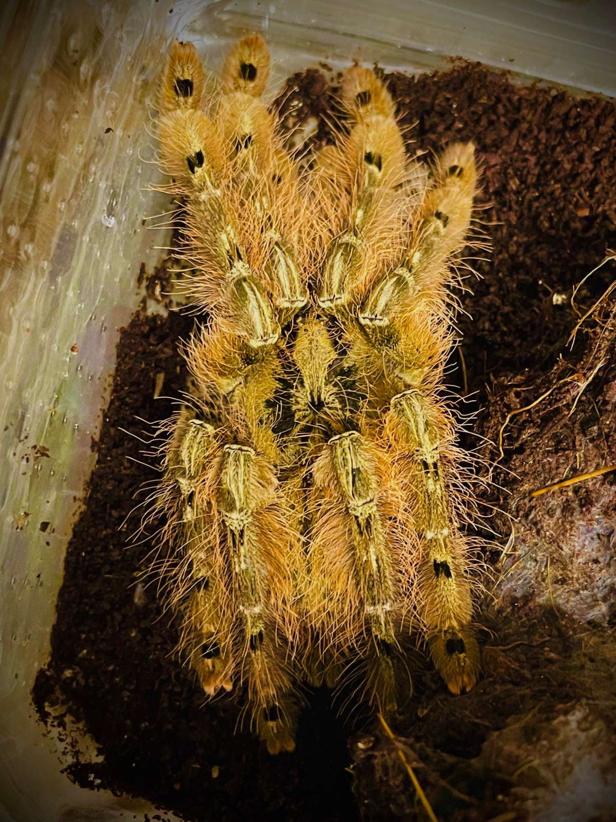 Feather Leg Baboon Tarantula