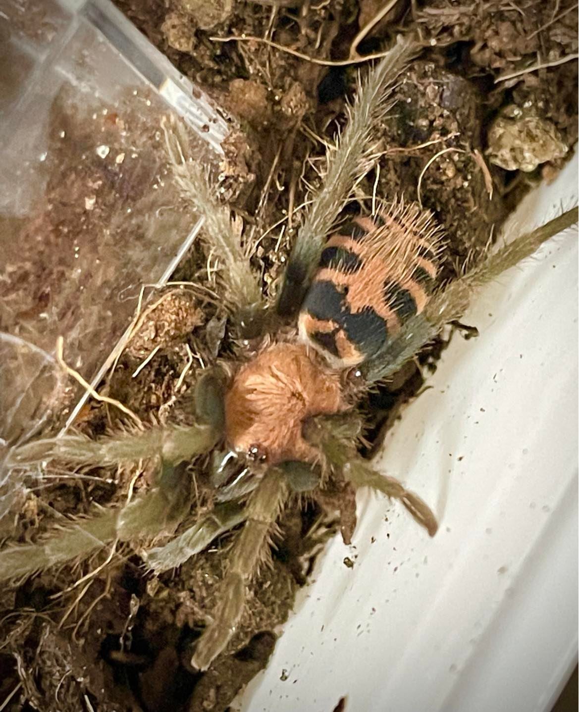 Davus pentaloris - Tiger Rump (5-6CM Female) | Bugnut Limited