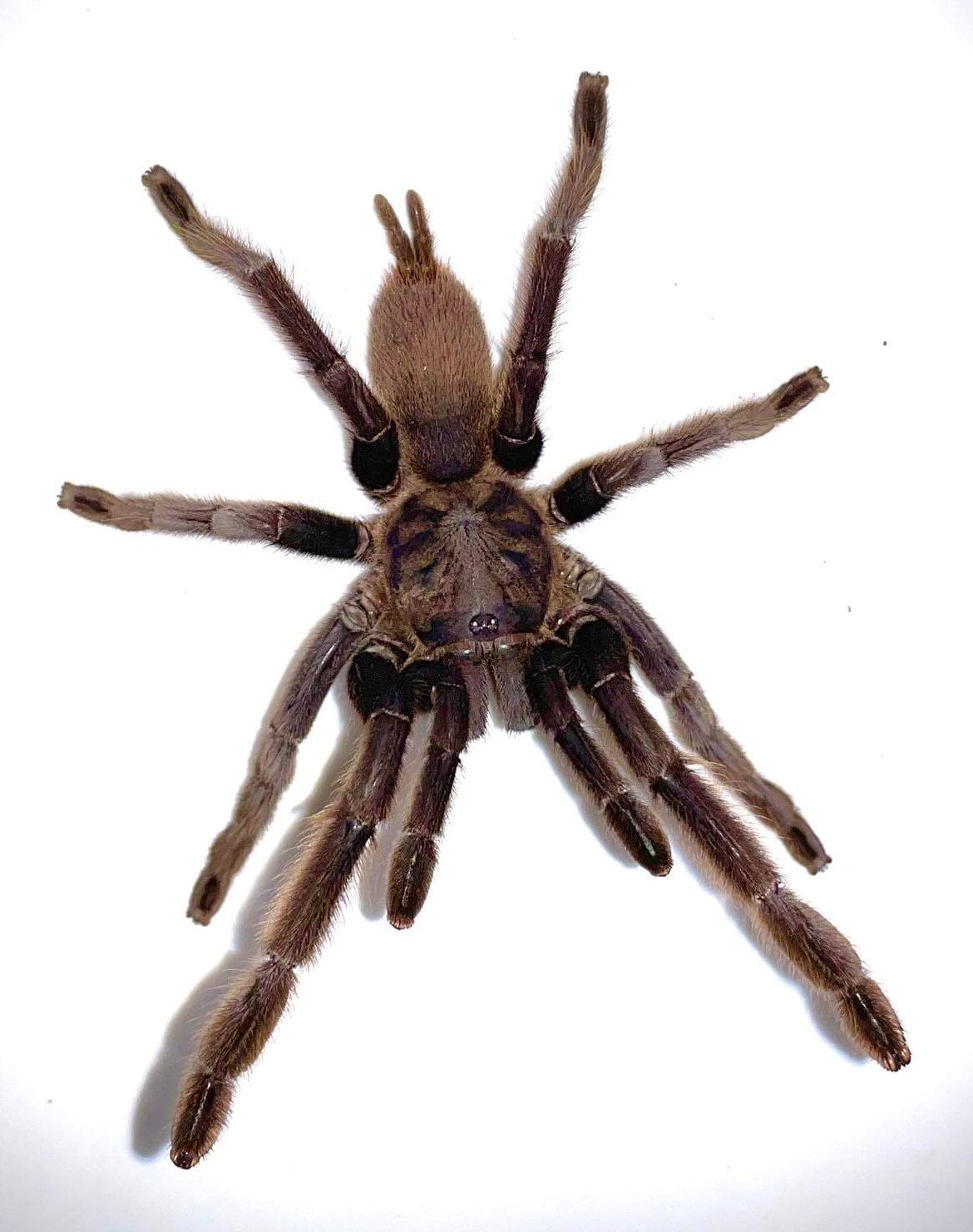 Chilobrachys dyscolus sp Vietnam Blue (5-7CM Female) | Bugnut Limited