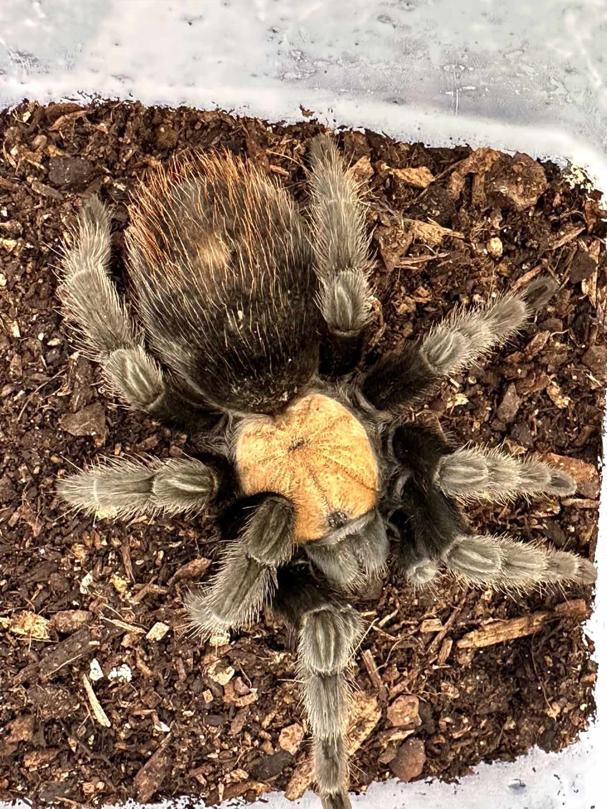 Brachypelma albiceps - Mexican Golden Red Rump (Sub Adult Female ...