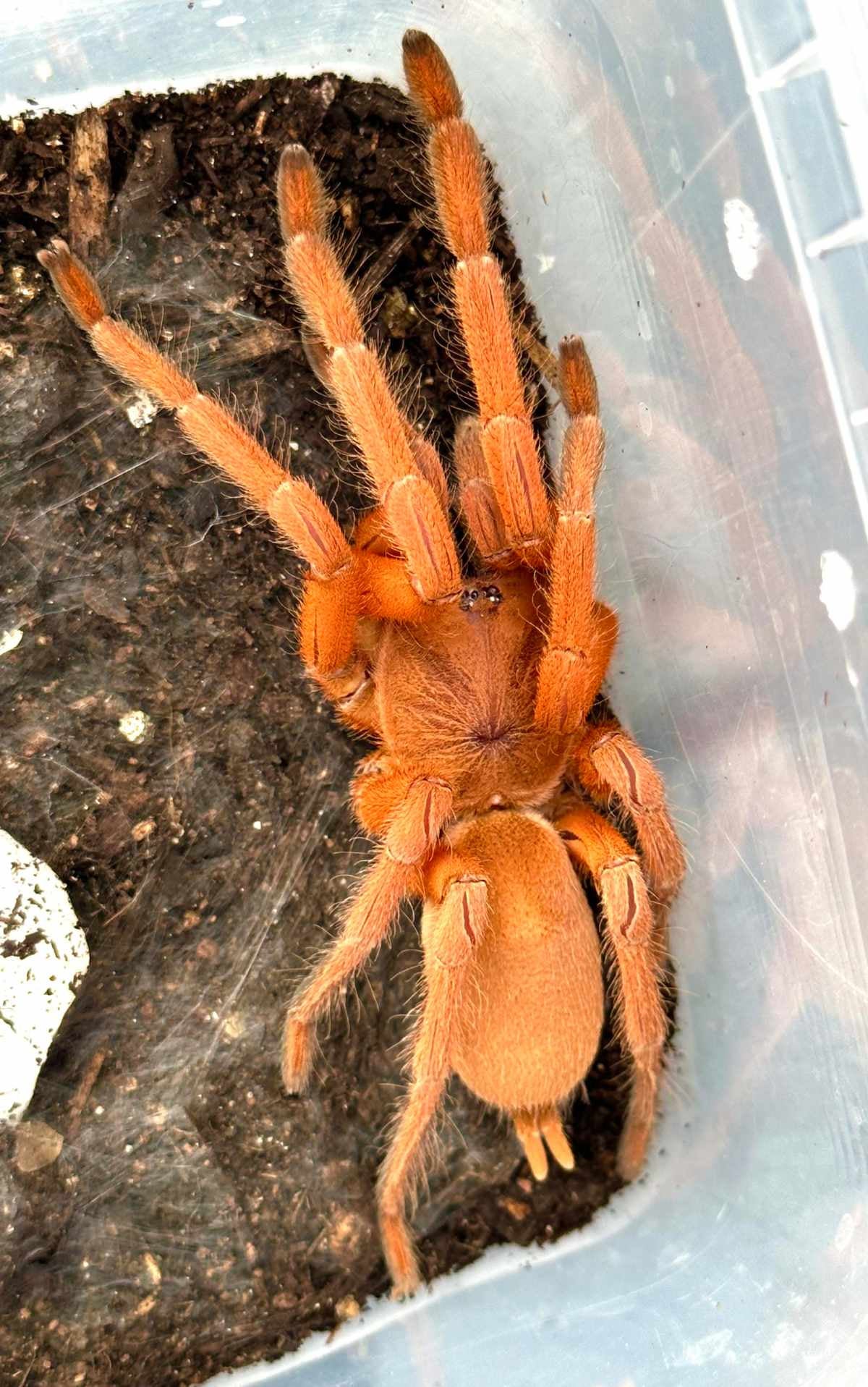 Orphnaecus philippinus - Philippine Tangerine (Sub Adult Female ...