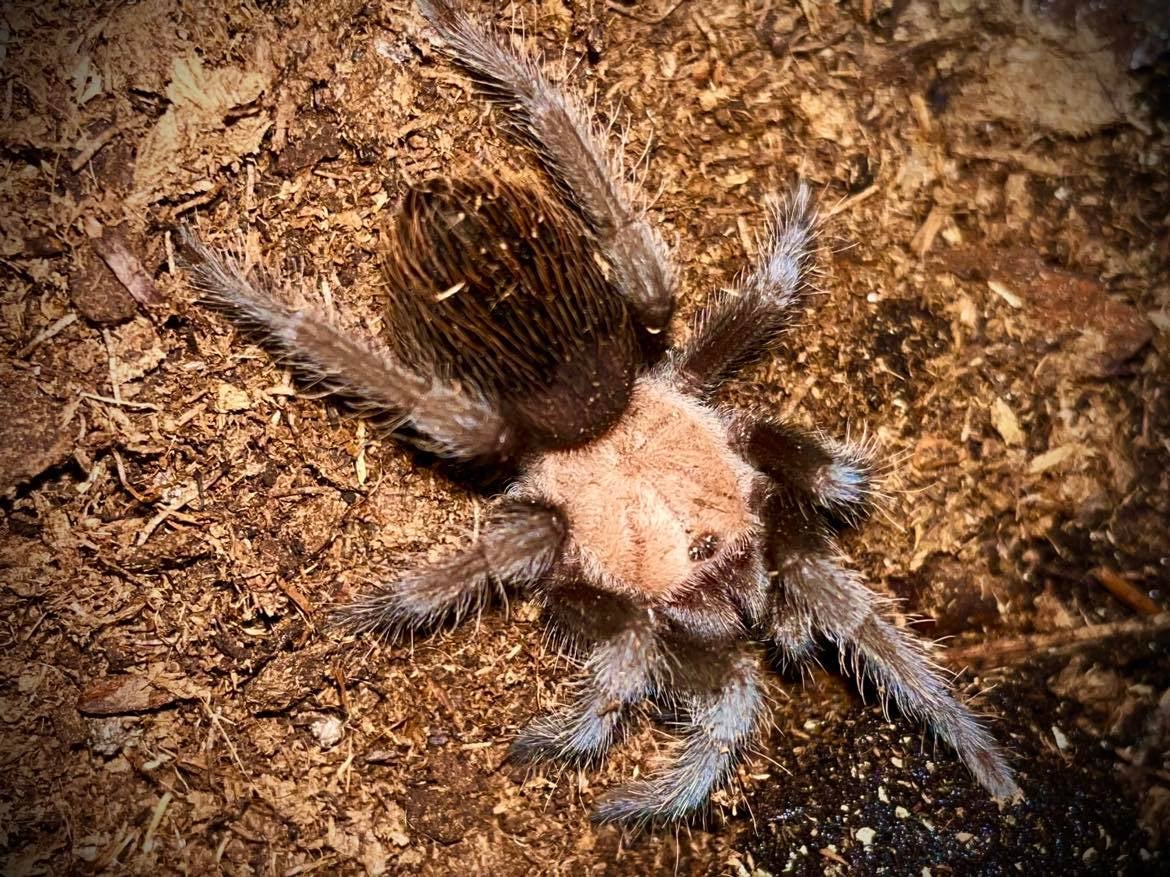 Brachypelma albiceps - Mexican Golden Red Rump (6-7CM Male) | Bugnut ...