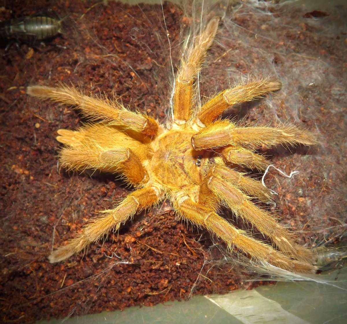 Chilobrachys huahini - Asian Fawn (9-10CM Female) | Bugnut Limited